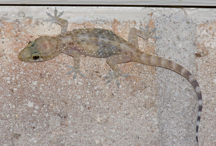Mediterranean Gecko (Hemidactylus turcicus)