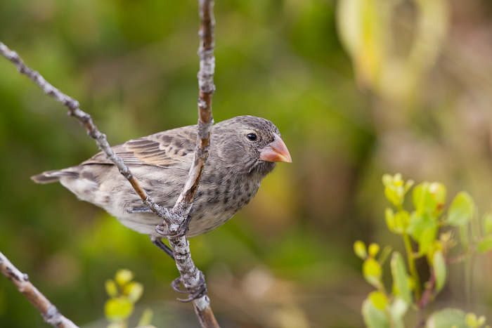 Medium Ground-Finch (Geospiza fortis)