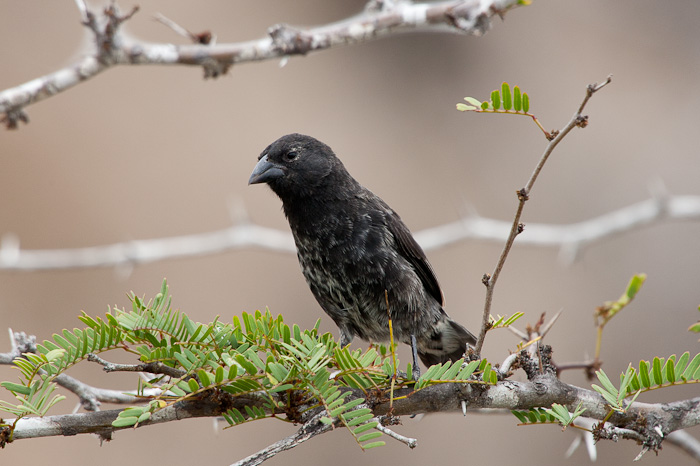 Medium Ground-Finch (Geospiza fortis)