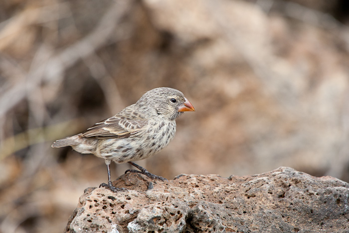 Medium Ground-Finch (Geospiza fortis)