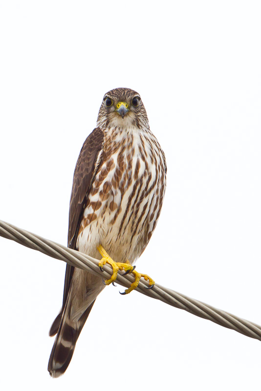Merlin (Falco columbarius)