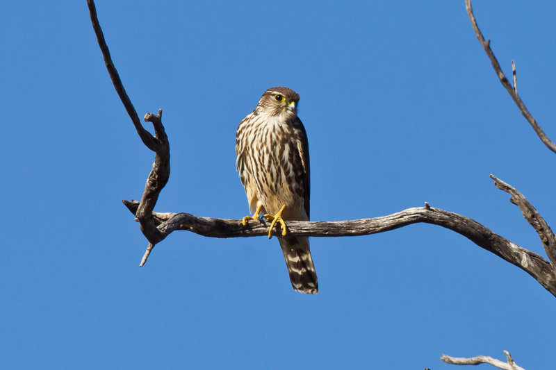 Merlin (Falco columbarius)