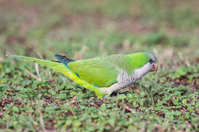 Monk Parakeet (Myiopsitta monachus)