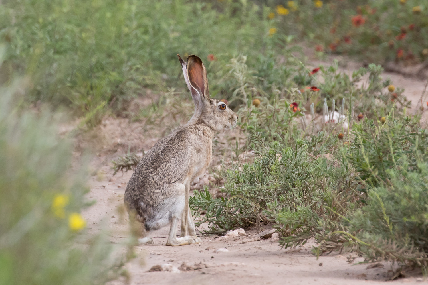 Black-tailed Jackrabbit (Lepus californicus)