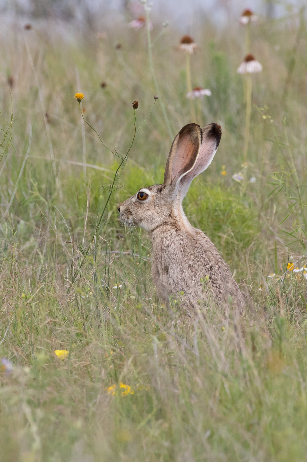 Black-tailed Jackrabbit (Lepus californicus)