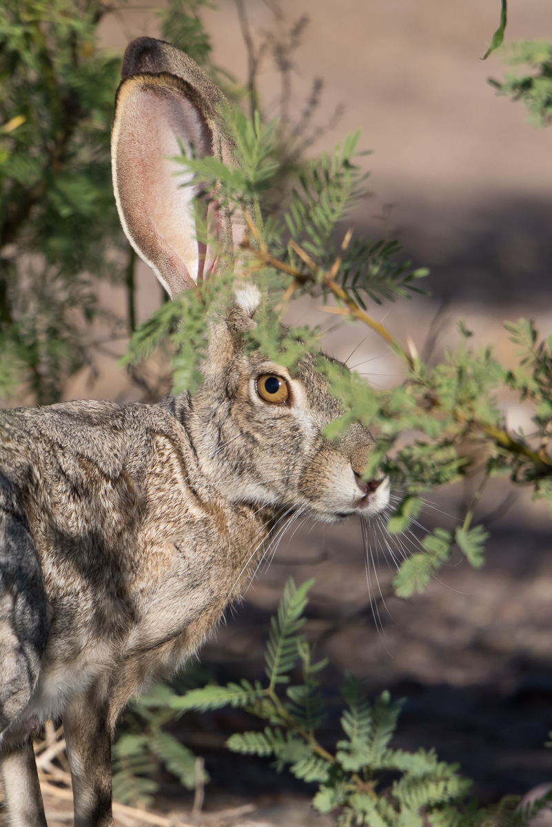 Black-tailed Jackrabbit (Lepus californicus)