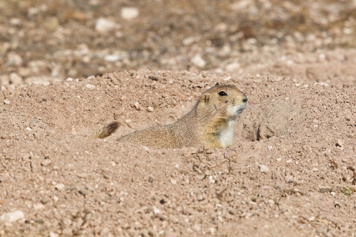 Black-tailed Prairie Dog (Cynomys ludovicianus)