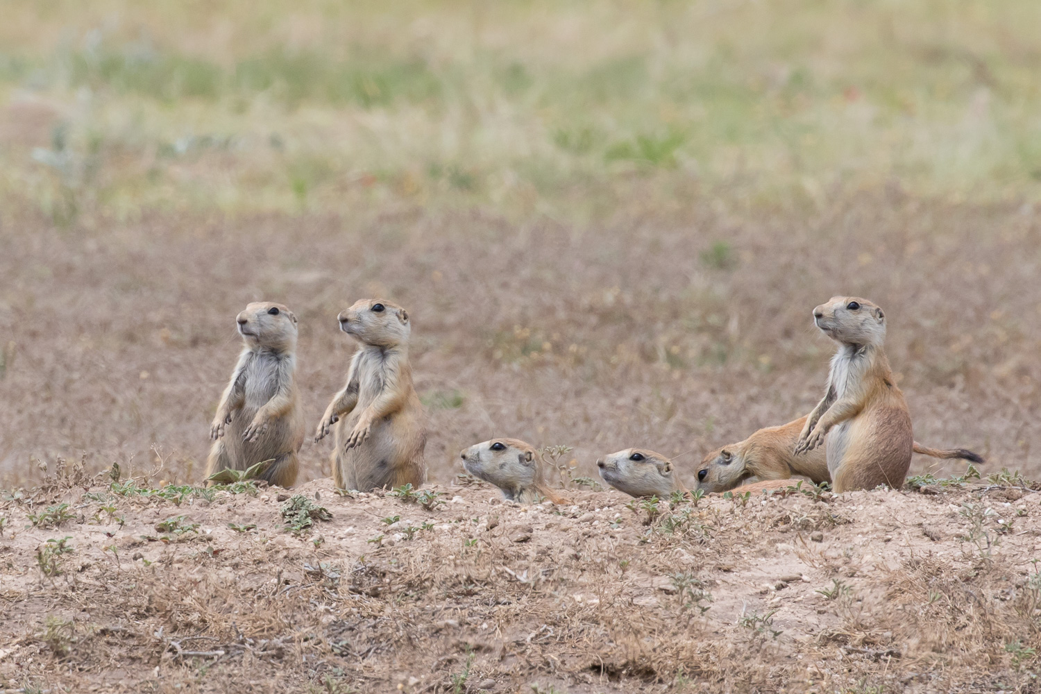 Black-tailed Prairie Dog (Cynomys ludovicianus)