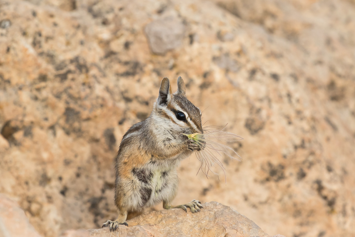 Cliff Chipmunk (Tamias dorsalis)