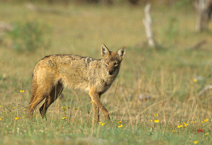 Coyote (Canis latrans)