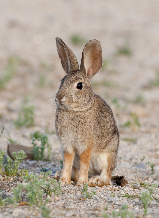 Desert Cottontail (Sylvilagus audubonii)