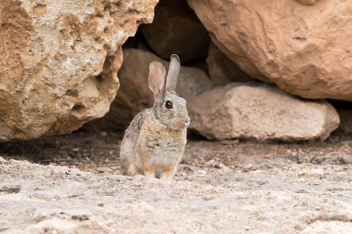 Desert Cottontail (Sylvilagus audubonii)