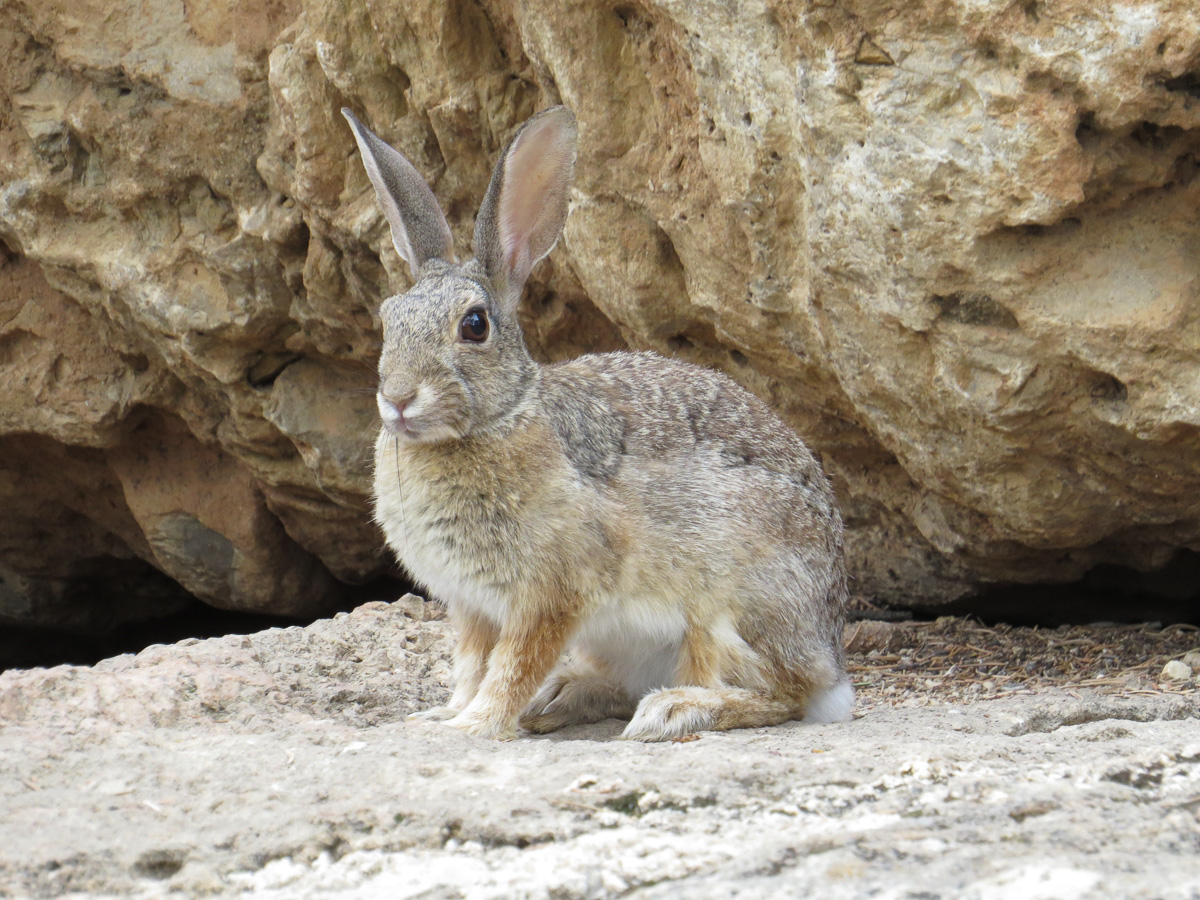 Desert Cottontail (Sylvilagus audubonii)