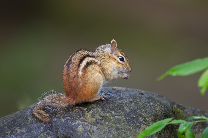 Eastern Chipmunk (Tamias striatus)