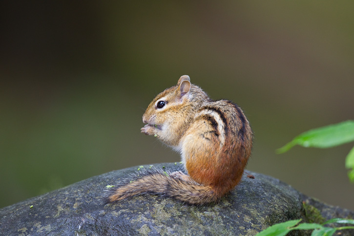 Eastern Chipmunk (Tamias striatus)
