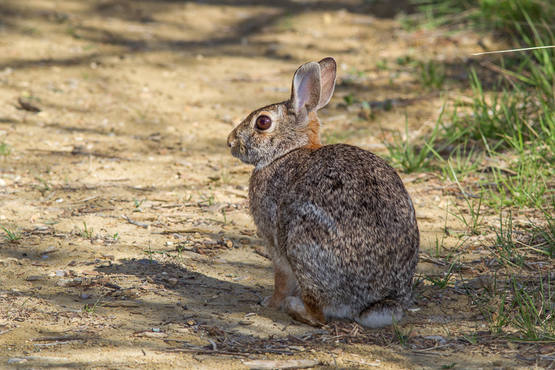 Eastern Cottontail Characteristics at Nicholas Ramsey blog
