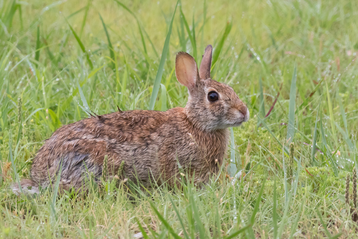 Eastern Cottontail Characteristics at Nicholas Ramsey blog
