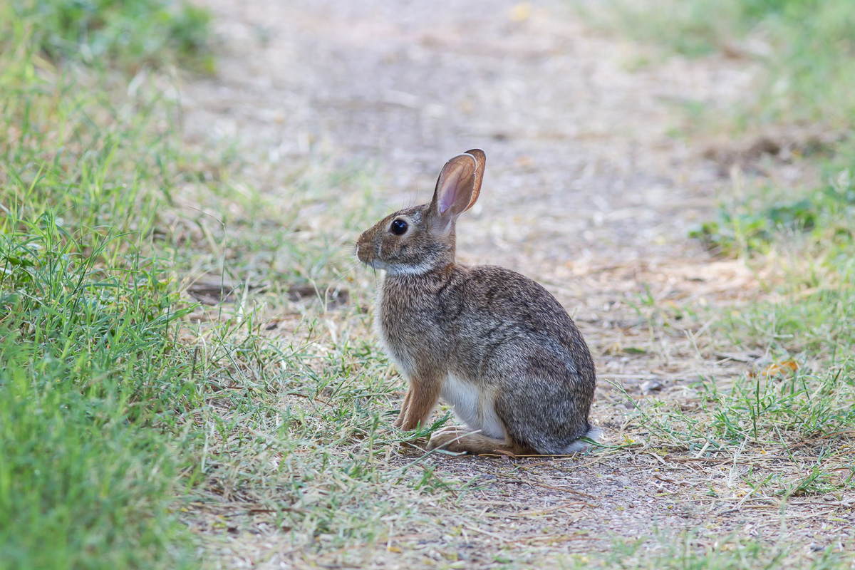 Eastern Cottontail (Sylvilagus floridanus)