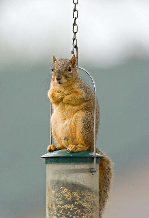 Fox Squirrel (Sciurus niger) AKA Eastern Fox Squirrel