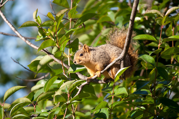 Fox Squirrel (Sciurus niger) AKA Eastern Fox Squirrel