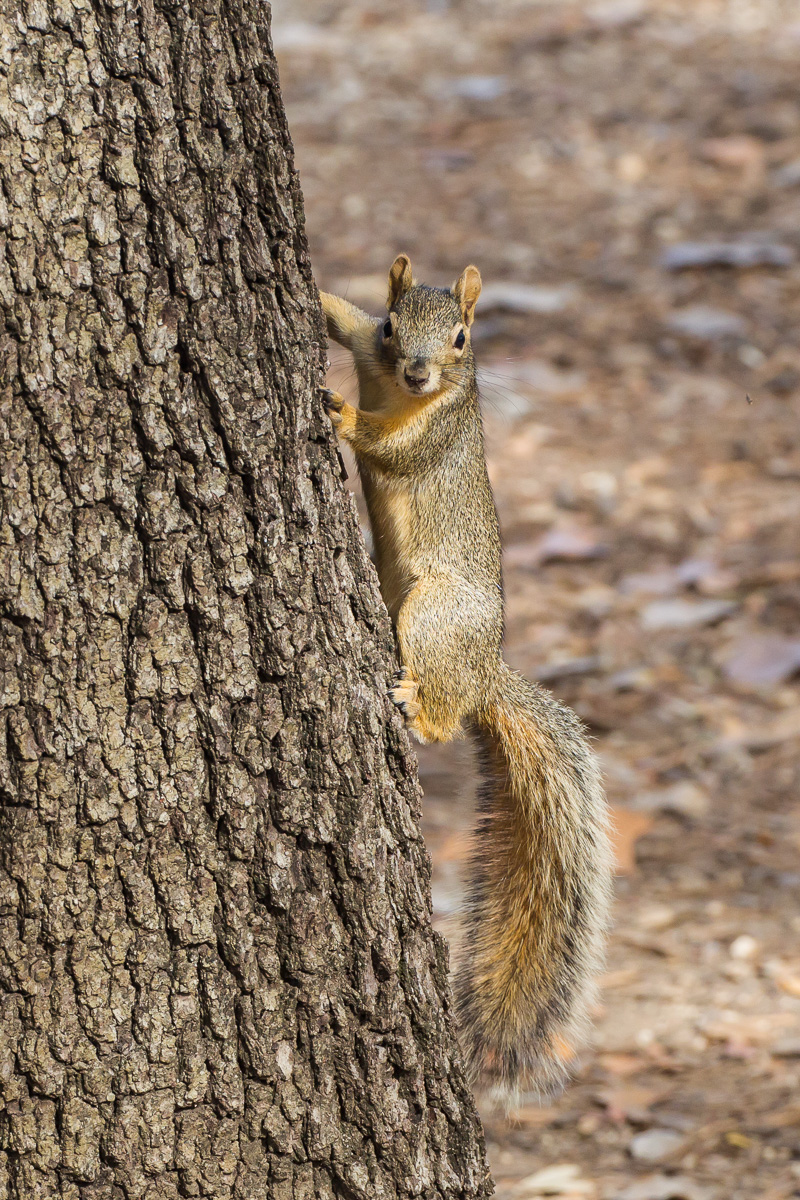 Fox Squirrel (Sciurus niger) AKA Eastern Fox Squirrel