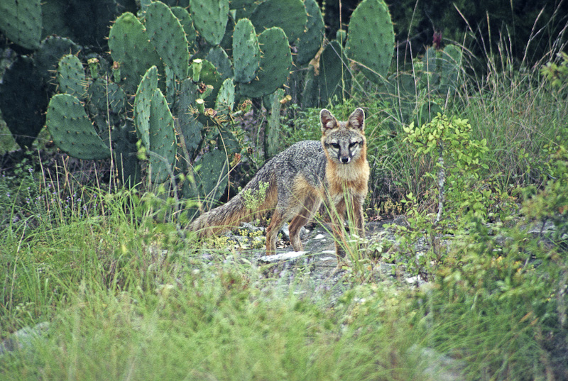 Gray Fox (Urocyon cinereoargenteus)