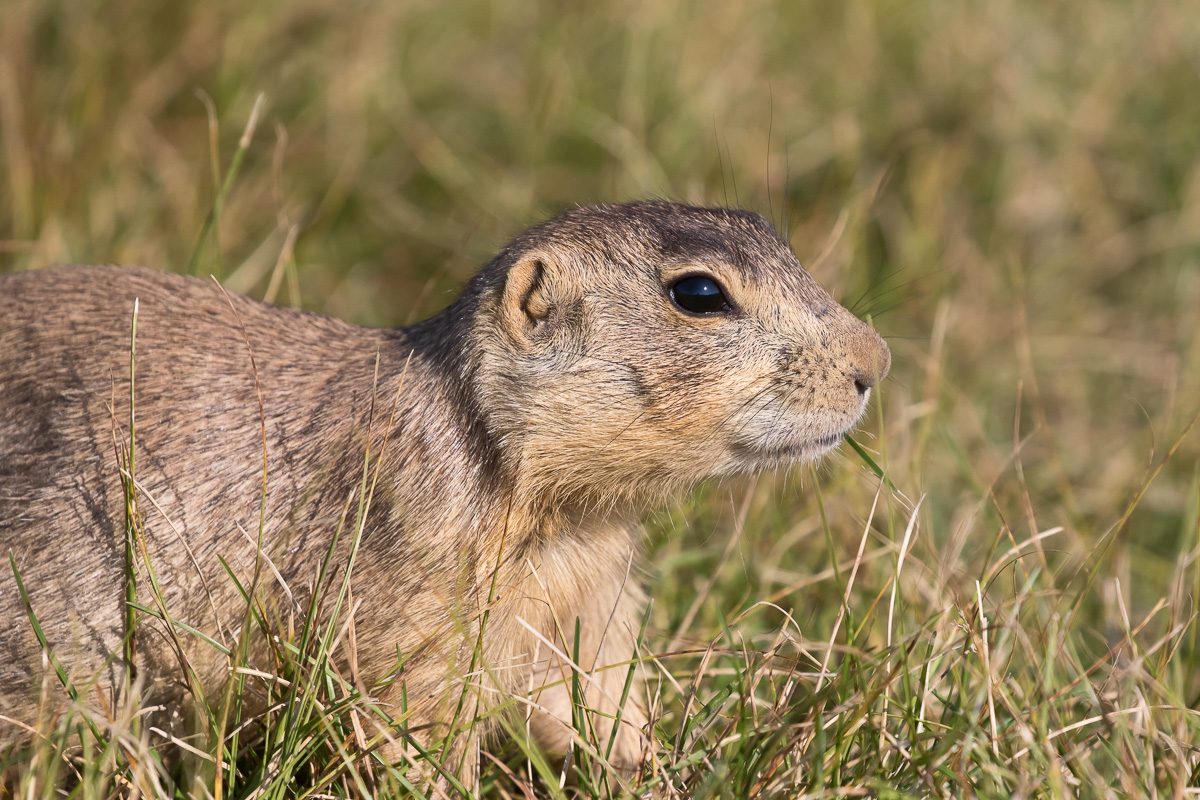 Gunnison's Prairie Dog (Cynomys gunnisoni)