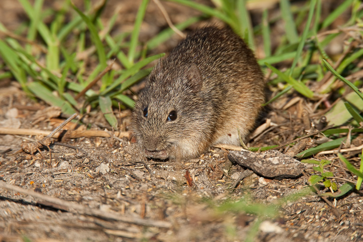 Hispid Cotton Rat (Sigmodon hispidus)