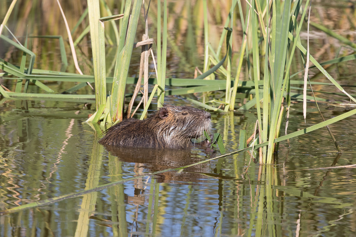 Nutria (Myocastor coypus)