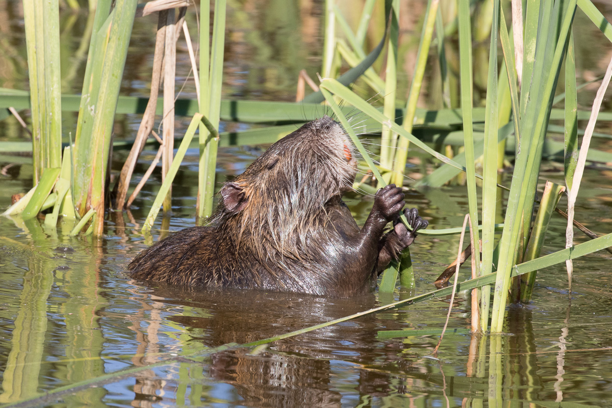 Nutria (Myocastor coypus)