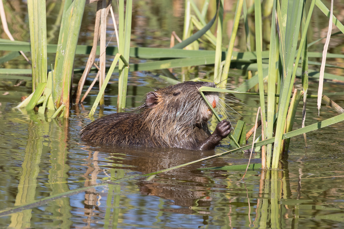 Nutria (Myocastor coypus)