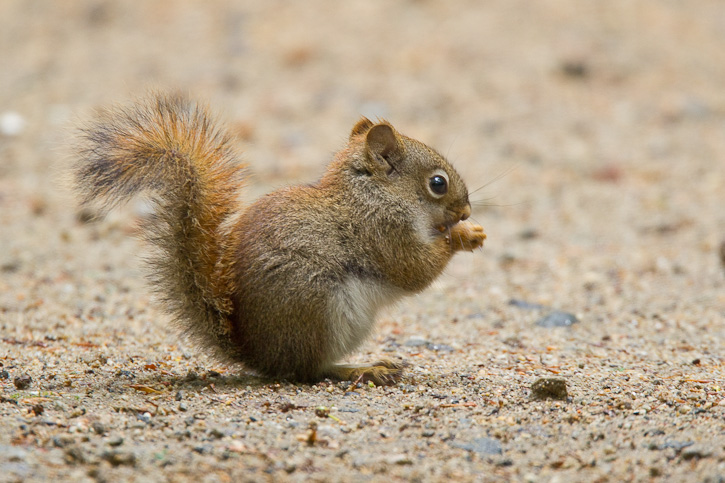Red Squirrel (Tamiasciurus hudsonicus) AKA Pine Squirrel