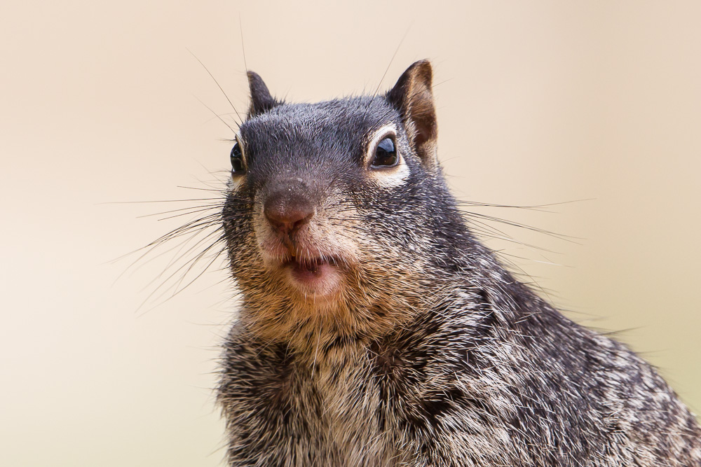 Rock Squirrel (Spermophilus variegatus)