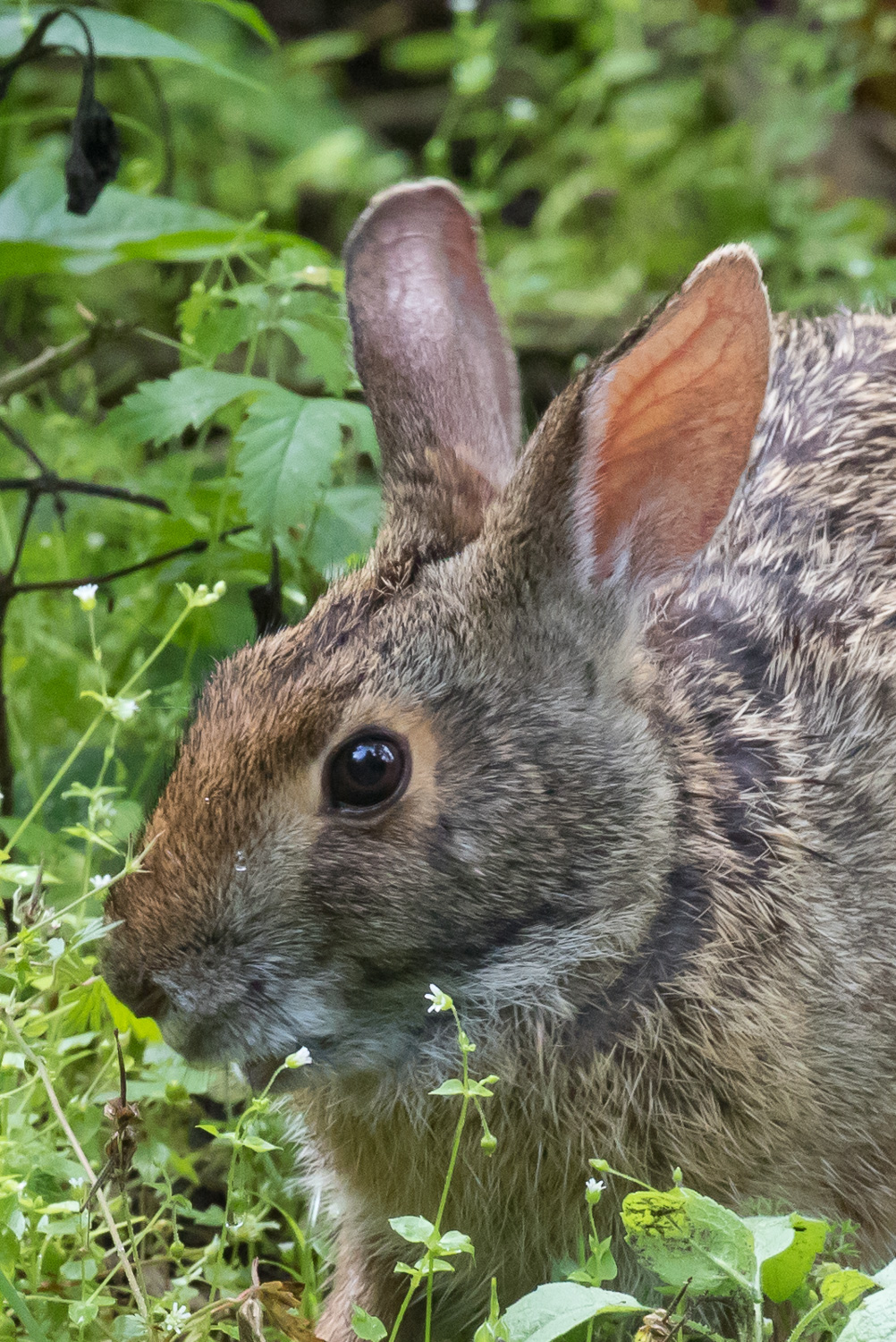 Swamp Rabbit (Sylvilagus aquaticus)