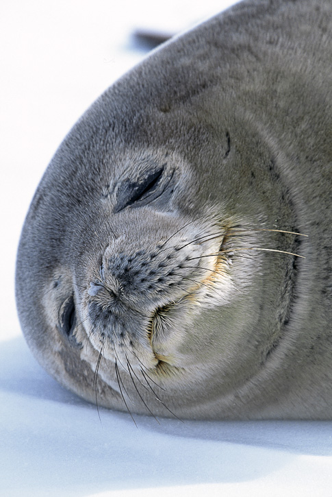 Weddell Seal (Leptonychotes weddellii)