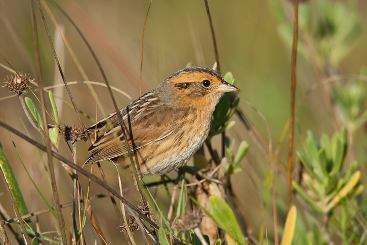 Nelson's Sharp-tailed Sparrow (Ammodramus nelsoni)
