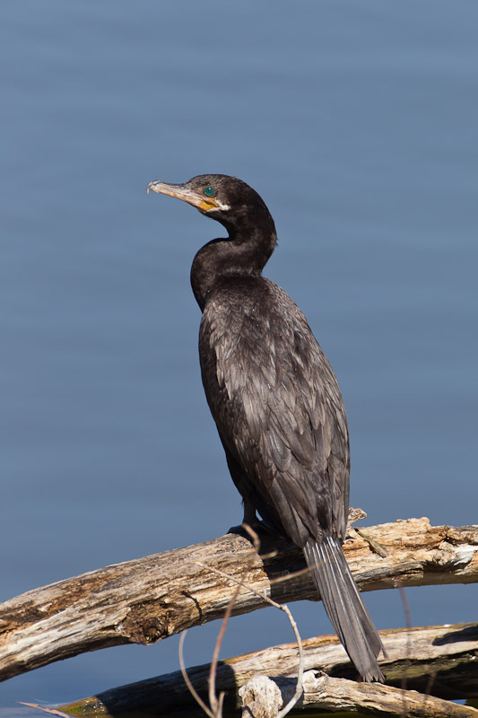 Neotropic Cormorant (Phalacrocorax brasilianus)