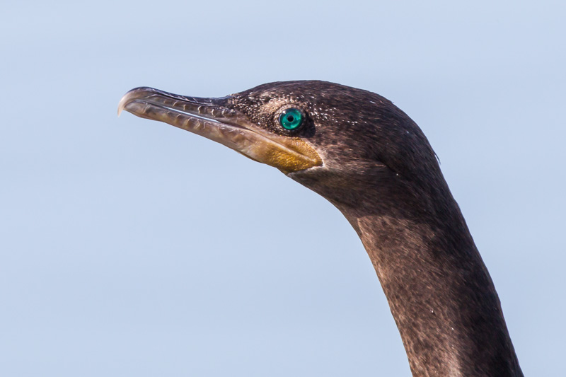 Neotropic Cormorant (Phalacrocorax brasilianus)