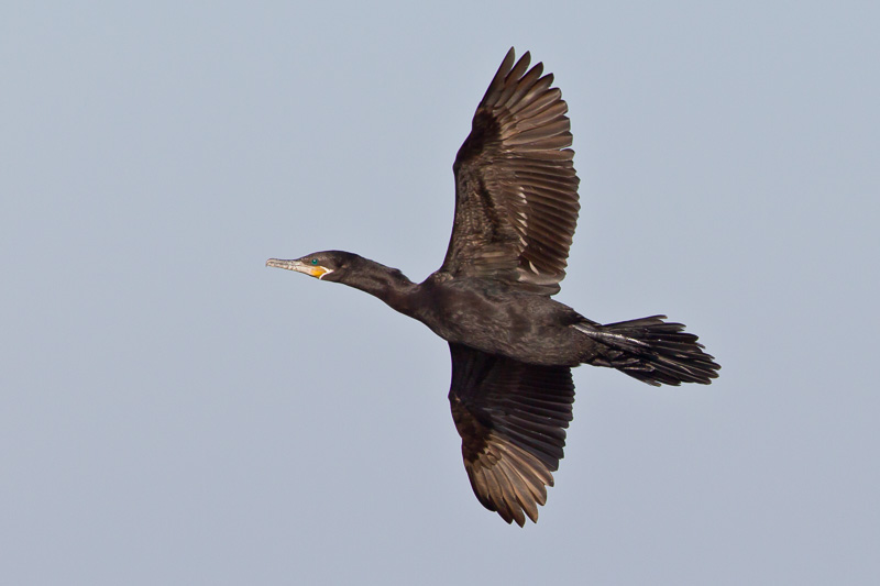 Neotropic Cormorant (Phalacrocorax brasilianus)