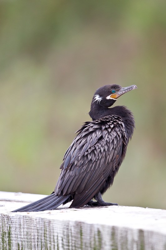 Neotropic Cormorant (Phalacrocorax brasilianus)