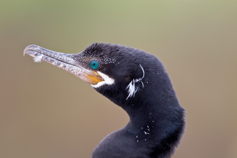 Neotropic Cormorant (Phalacrocorax brasilianus)
