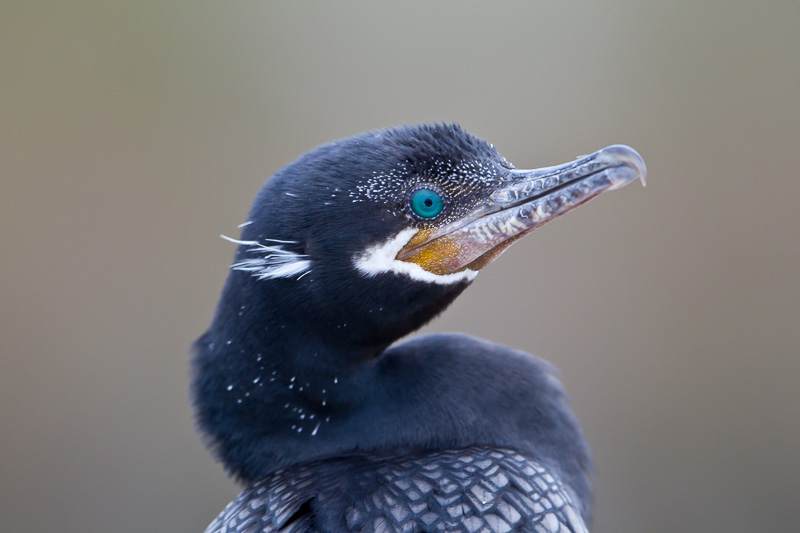 Neotropic Cormorant (Phalacrocorax brasilianus)