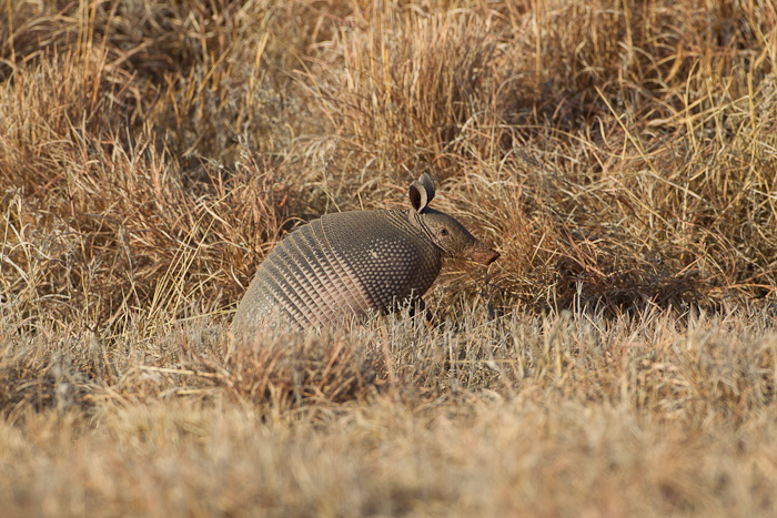 Nine-banded Armadillo (Dasypus novemcinctus)