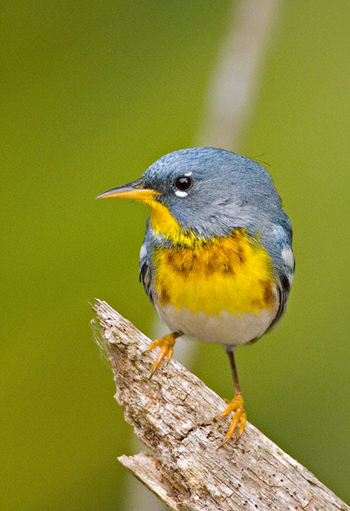 Northern Parula (Setophaga americana)