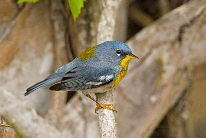 Northern Parula (Setophaga americana)