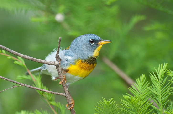 Northern Parula (Setophaga americana)