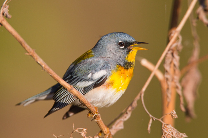 Northern Parula (Setophaga americana)