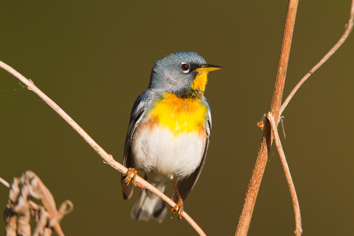 Northern Parula (Setophaga americana)