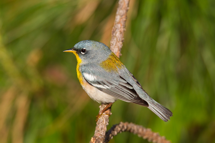 Northern Parula (Setophaga americana)