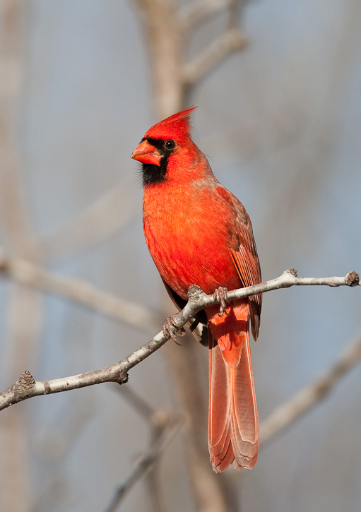 Northern Cardinal (Cardinalis cardinalis)